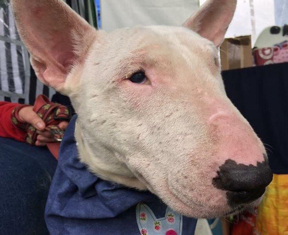 Rescued bull terrier Eric has 50 pellets in head - BBC News