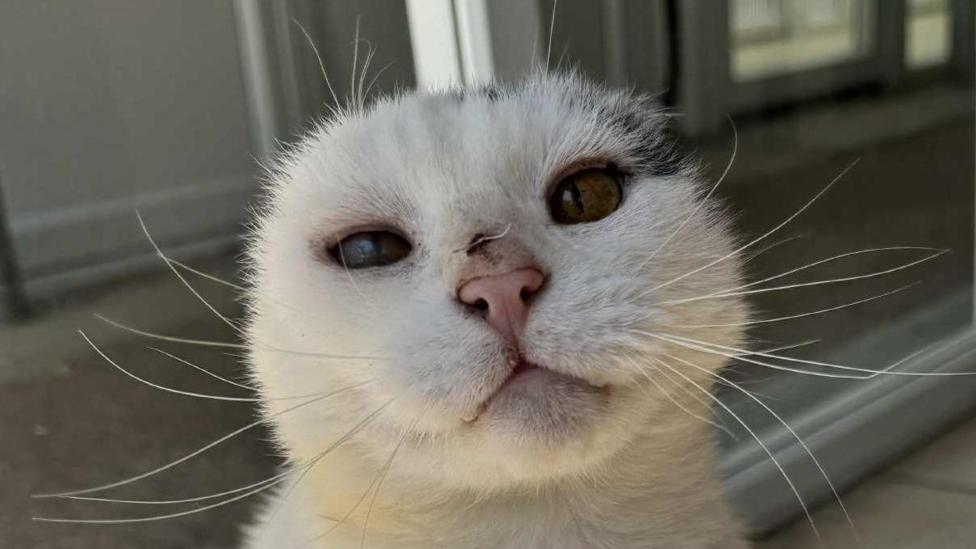 Cat who lost ears to sun damage in Suffolk looks for new home - BBC News