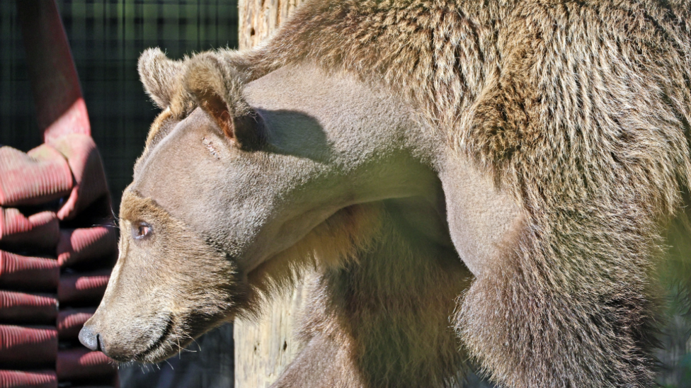 Boki the bear emerges healthy after brain surgery in Kent - BBC News
