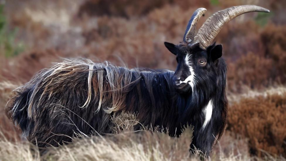 Call to protect ancient goats at centre of Langholm Moor cull - BBC News