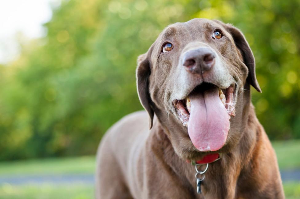 International Dog Day: Top five facts about dogs - BBC Newsround