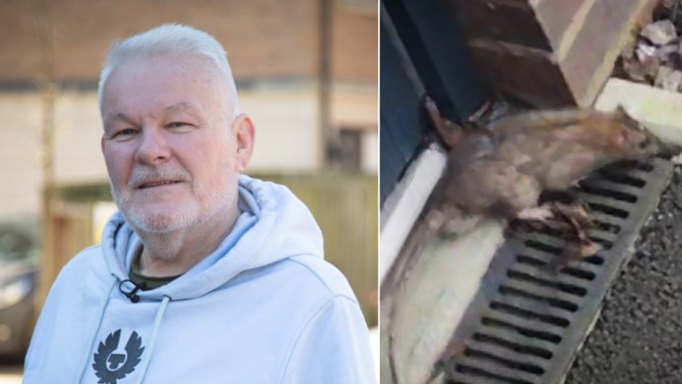 Rat infestation is blighting area, say Peterborough residents - BBC News