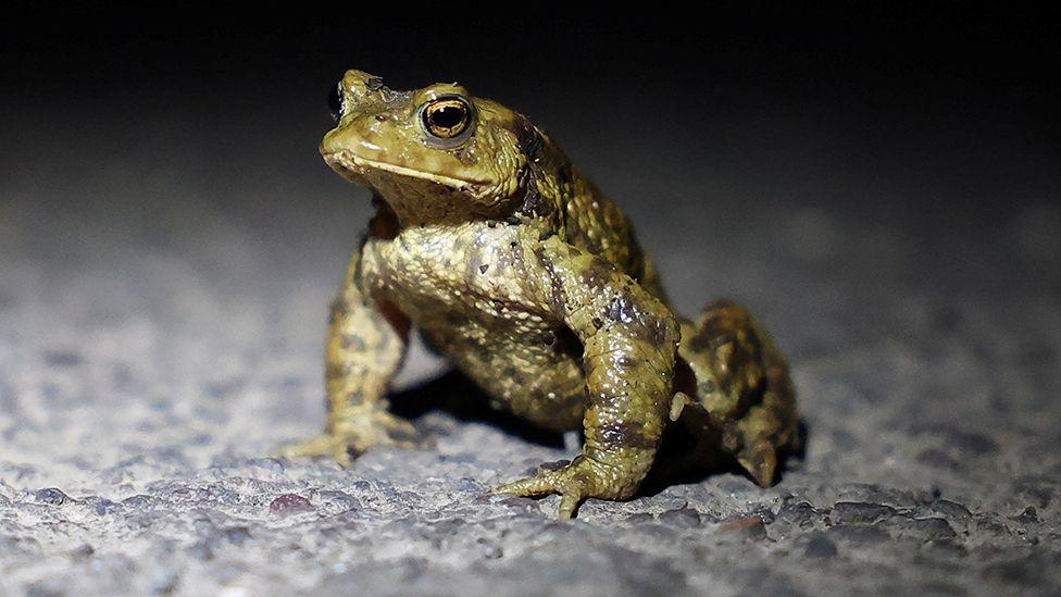 I walk toads across the road so they don't get squashed - BBC News