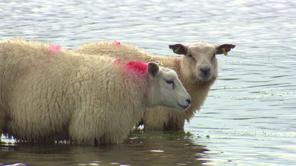 Sheep sanctuary - BBC News