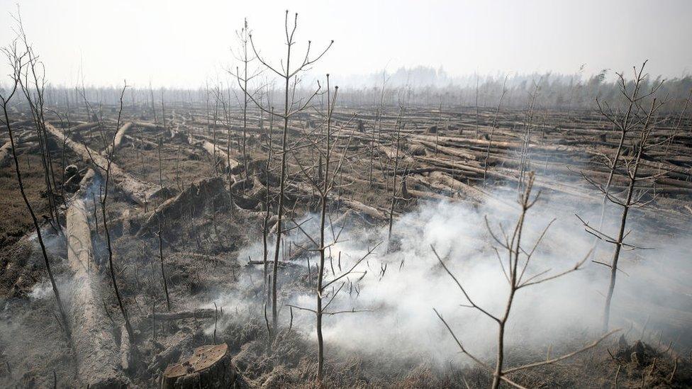 Russia forest fires: New report shows damage worst since records began ...