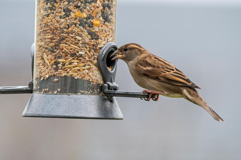 RSPB NI: Bird lovers gear up for Big Garden Birdwatch - BBC News