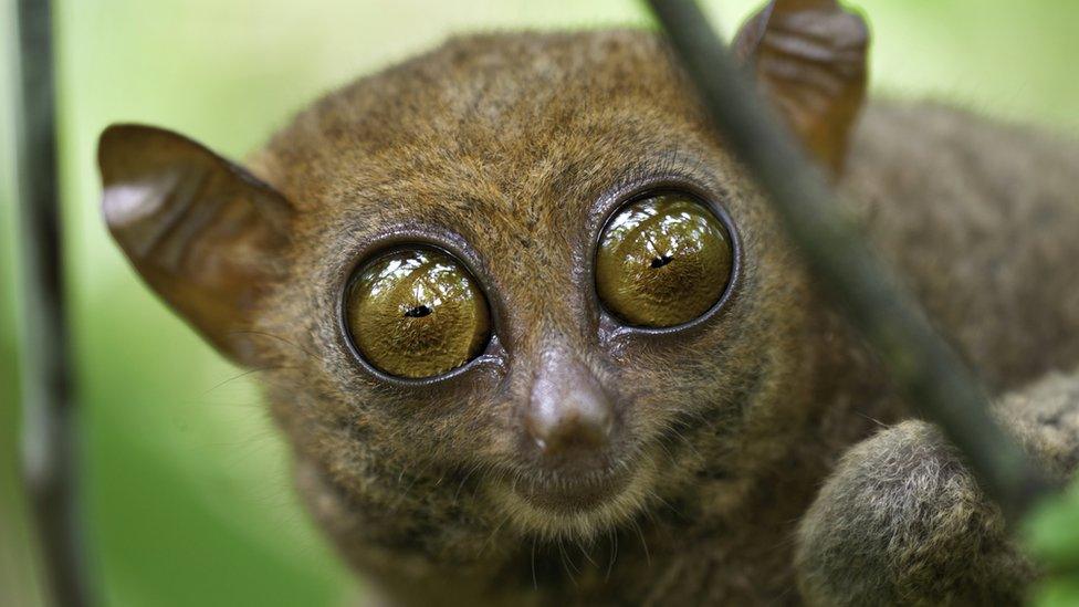 Gallery: Practice your present face - BBC Newsround