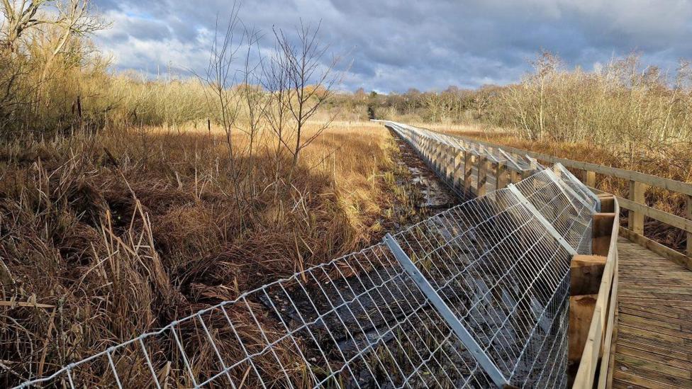 Beavers return to Shrewsbury after 400 years - BBC News