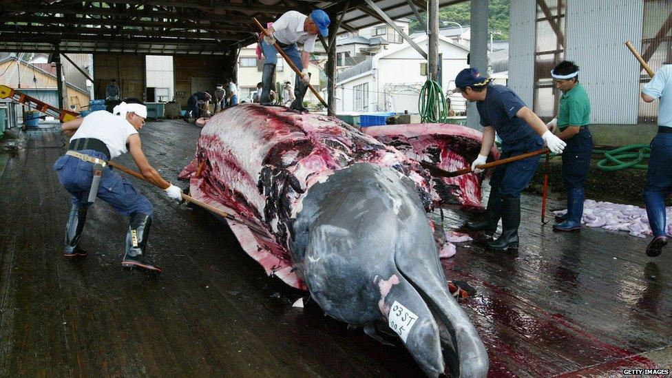 Whale hunting: Five things you may not know - BBC News