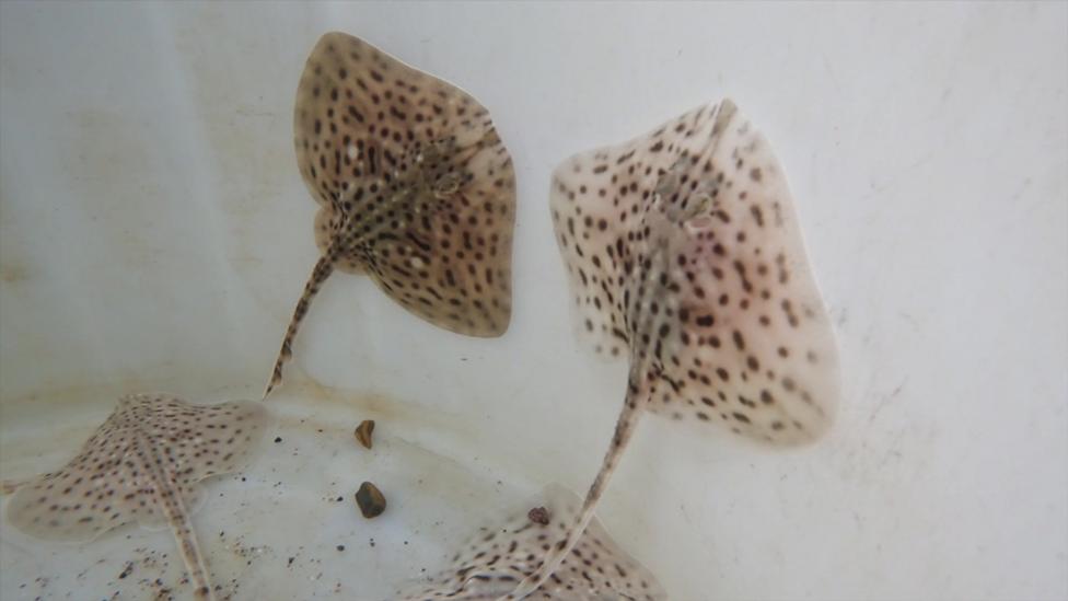 Baby rays bred in captivity released into Plymouth Soun d - BBC News