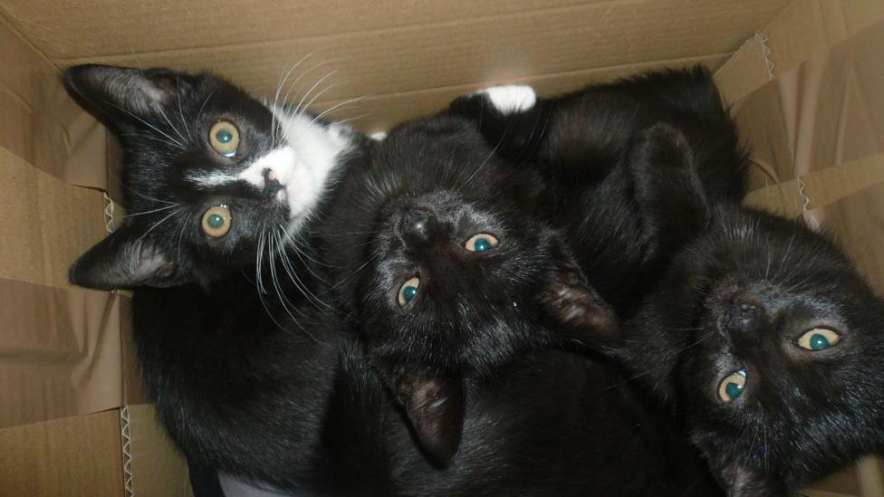 Kittens found dumped in cardboard box in North Hykeham park - BBC News