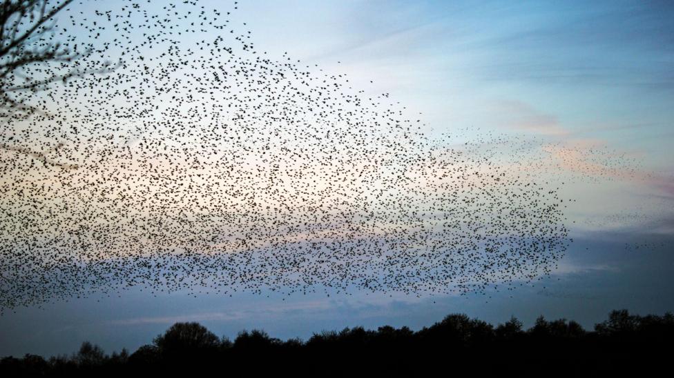 Somerset starling display before a murmuration captured on film - BBC News