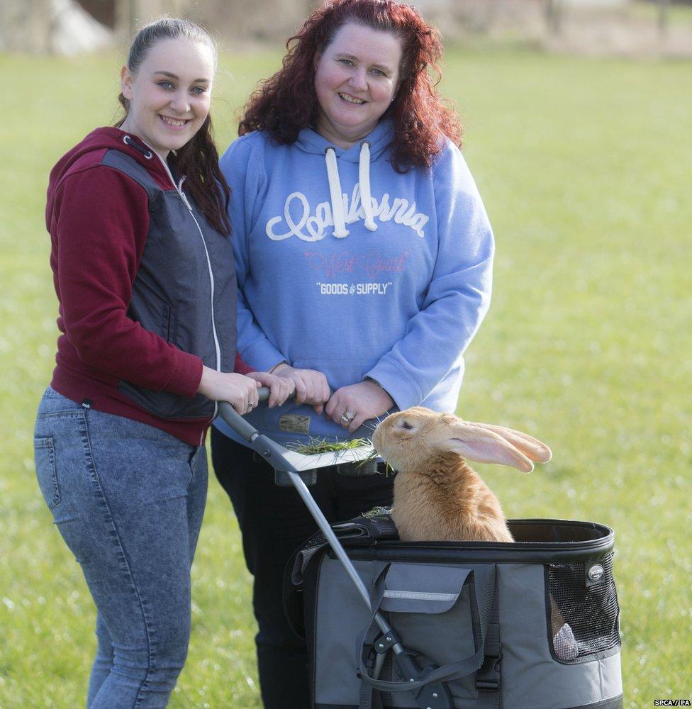 Atlas the massive rabbit finds a new home - BBC News