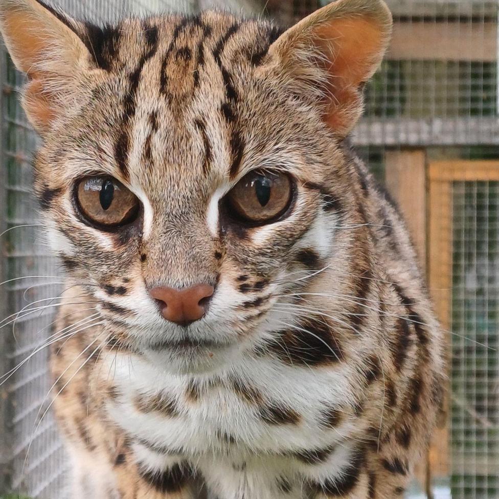 Exotic Pet Refuge charity spends 50 years caring for animals - BBC News