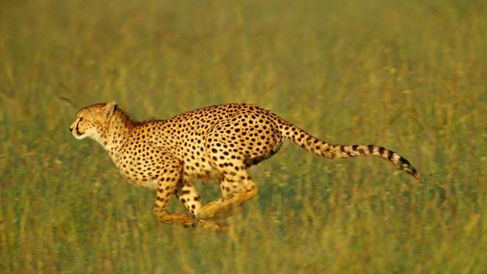 Olympic Games: Animal versus athlete - who would win? - BBC Newsround