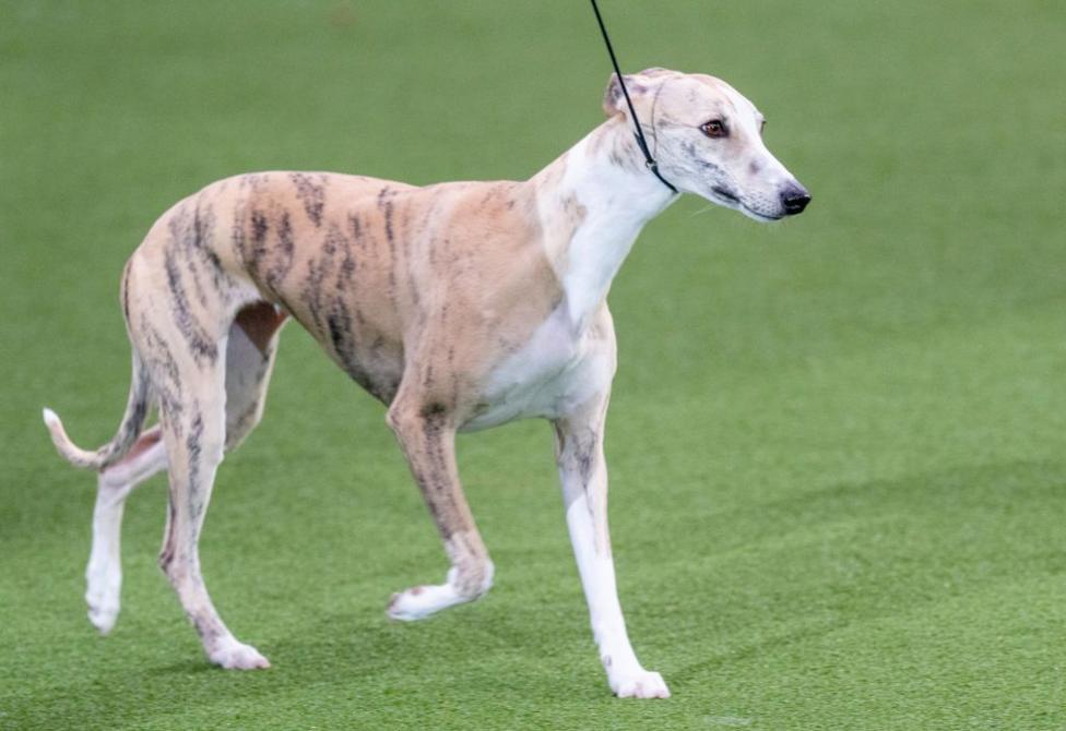 Crufts 2025: Whippet from Italy called Miuccia wins best in show - BBC News