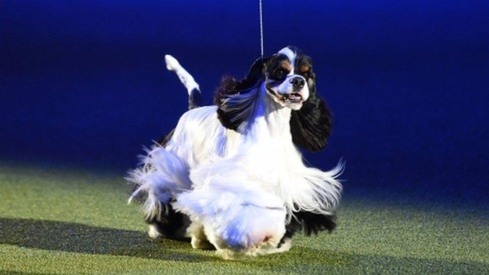 Crufts 2017: American Cocker Spaniel Afterglow Miami Ink is Best In ...