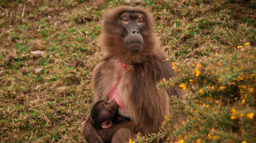 Yorkshire Wildlife Park staff celebrate monkey's birth - BBC News