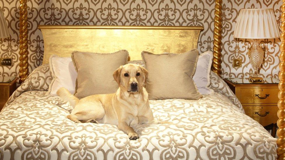 Canine check in: The rise of pet-friendly hotels - BBC News
