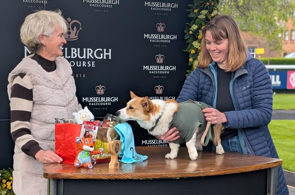 Seagull-chasing dog swoops to victory in Corgi Derby - BBC News