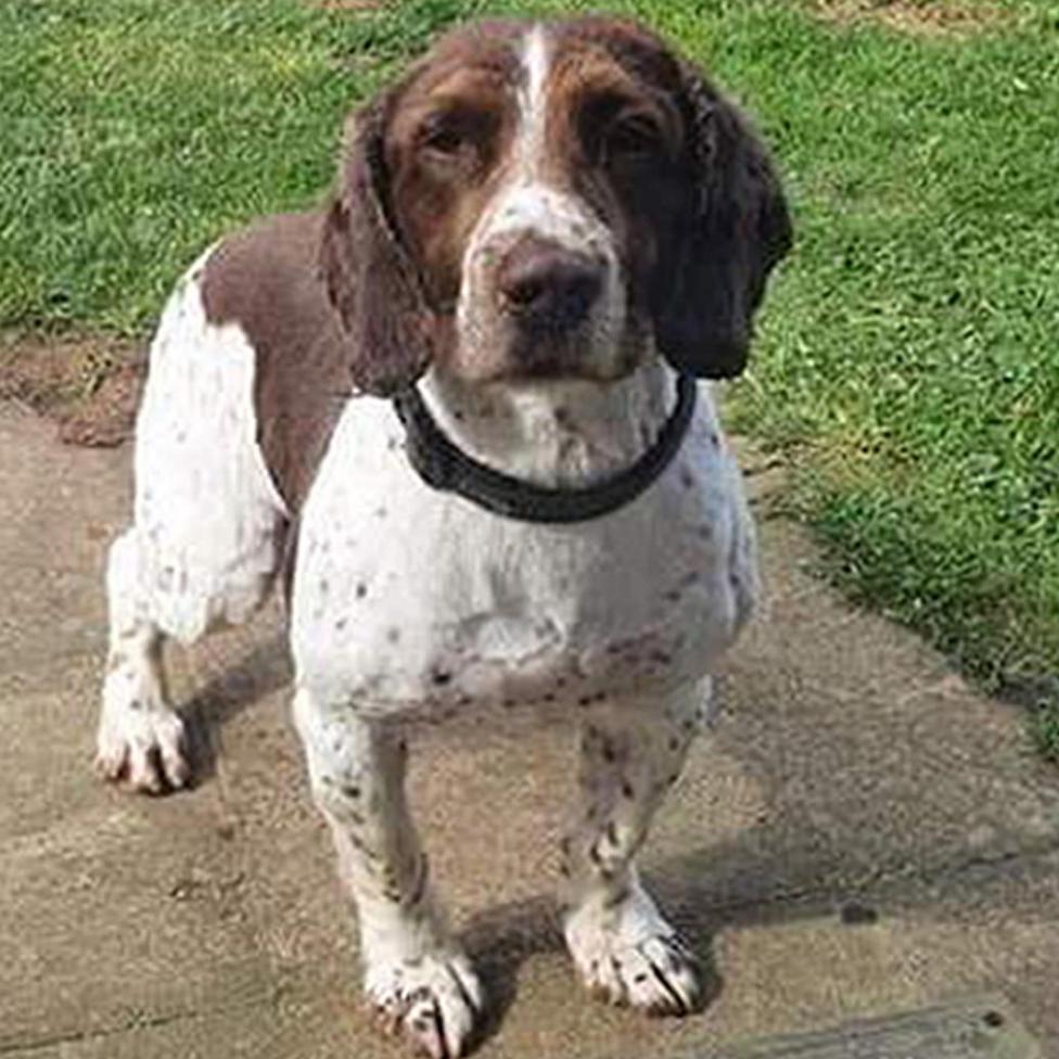 Drug dog Bailey saved by police animal charity - BBC News