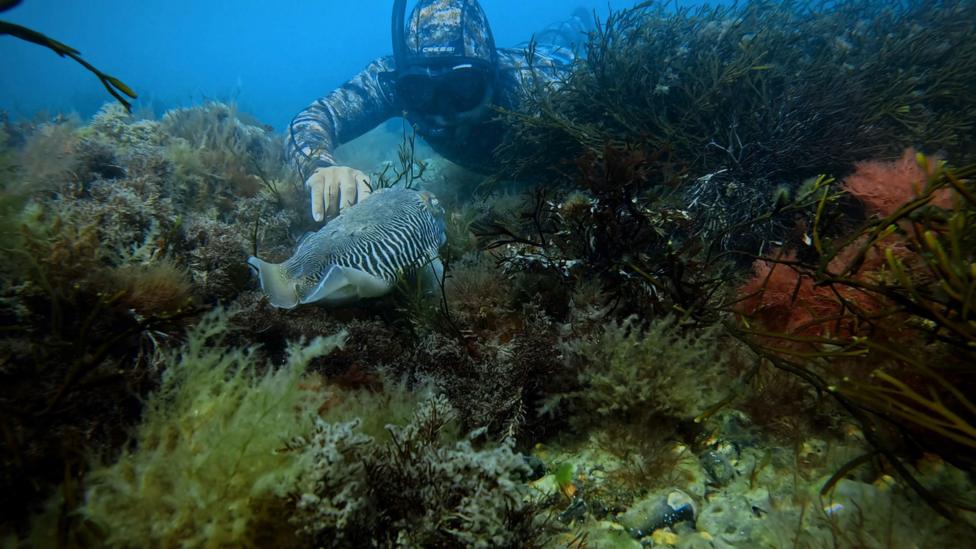 'Transformation' in Sussex seabed marine life after trawling ban - BBC News