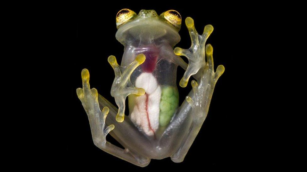 New Mashpi glass frogs discovered - BBC Newsround