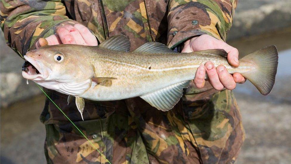 Squid may become favourite UK meal as seas become warmer - BBC News