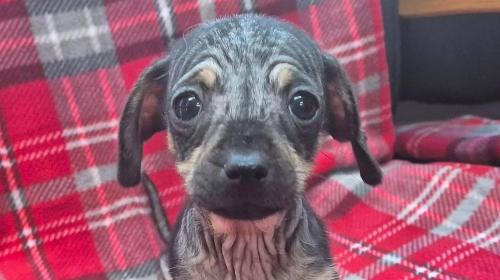 Dog rescue charity fears single breeder may have dumped 28 dogs - BBC News