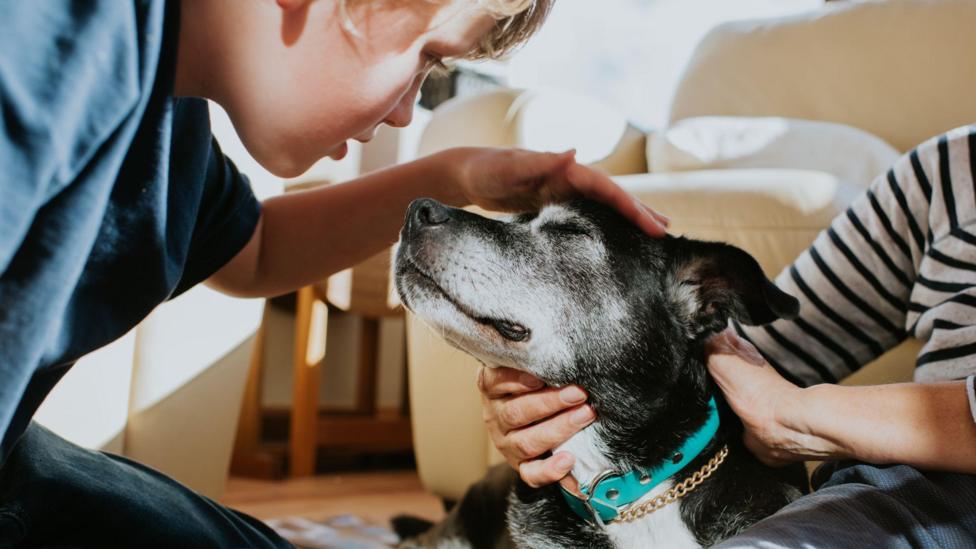 New evidence shows dogs and humans bonded thousands of years ago - BBC ...