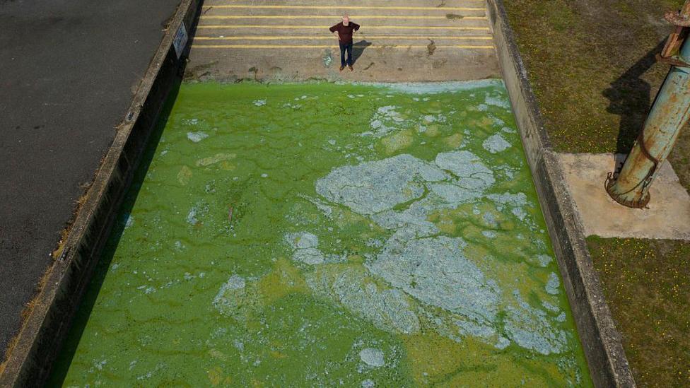 Lough Neagh: How can the blue-green algae problem be solved? - BBC News