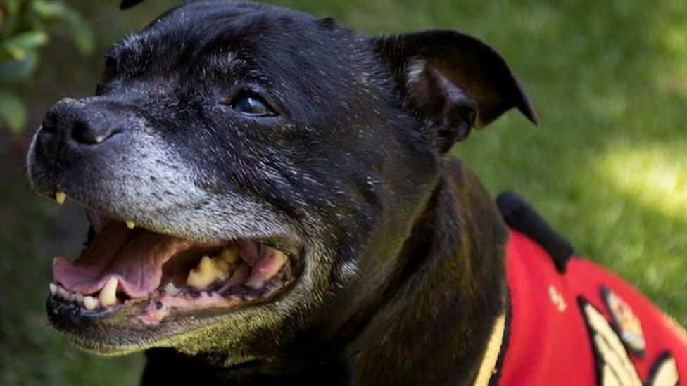 Burton upon Trent: Funeral held for regiment's dog - BBC News