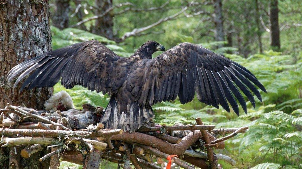 Sea eagle released after operation to remove fish hooks - BBC News
