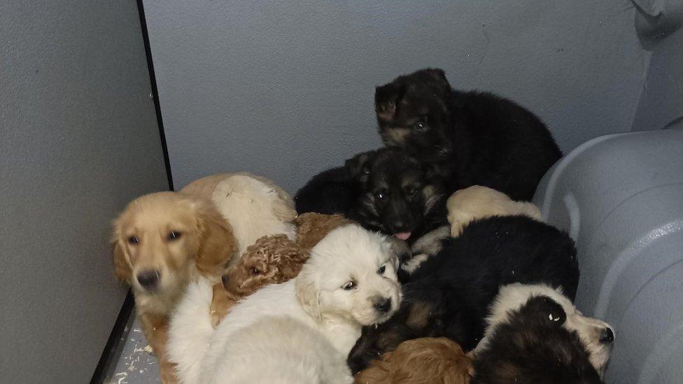 Puppies rescued at Belfast Port in illegal dog trafficking crackdown ...