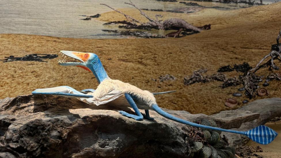 Pterosaur diets: Fossils show flying reptiles ate fish and squid - BBC News