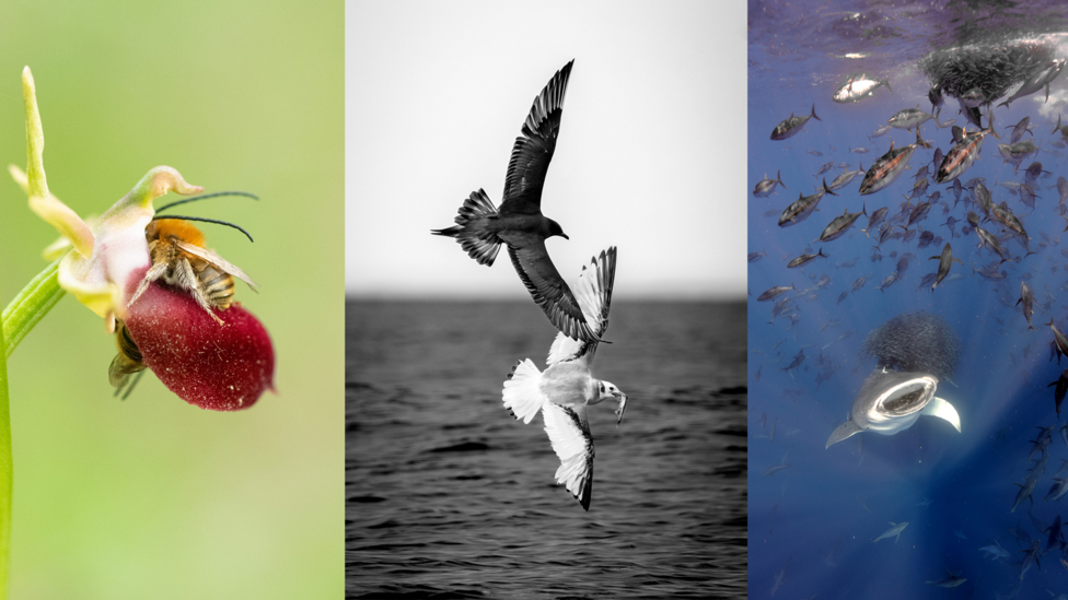 Award winning pictures of the natural world - BBC Newsround