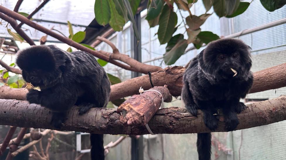 Rare monkeys 'loving' new home at The Living Rainforest - BBC News