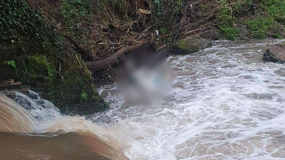 Action urged over dead horse in Staffordshire river for 11 days - BBC News