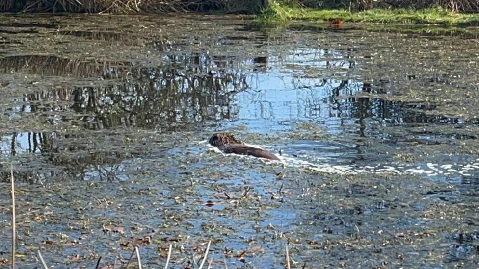 Beavers back return to River Clun for first time in 400 years - BBC News