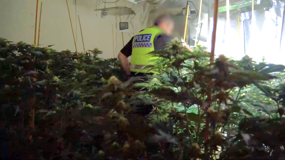 Cannabis plants with an estimated value of £8.7m seized in Yorkshire ...