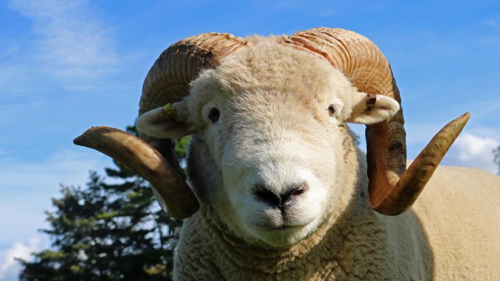 Exmoor Horn Sheep bring joy to Somerset farmer couple - BBC News
