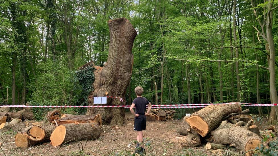 Toby Carvery owner admits cutting down ancient Enfield oak tree - BBC News