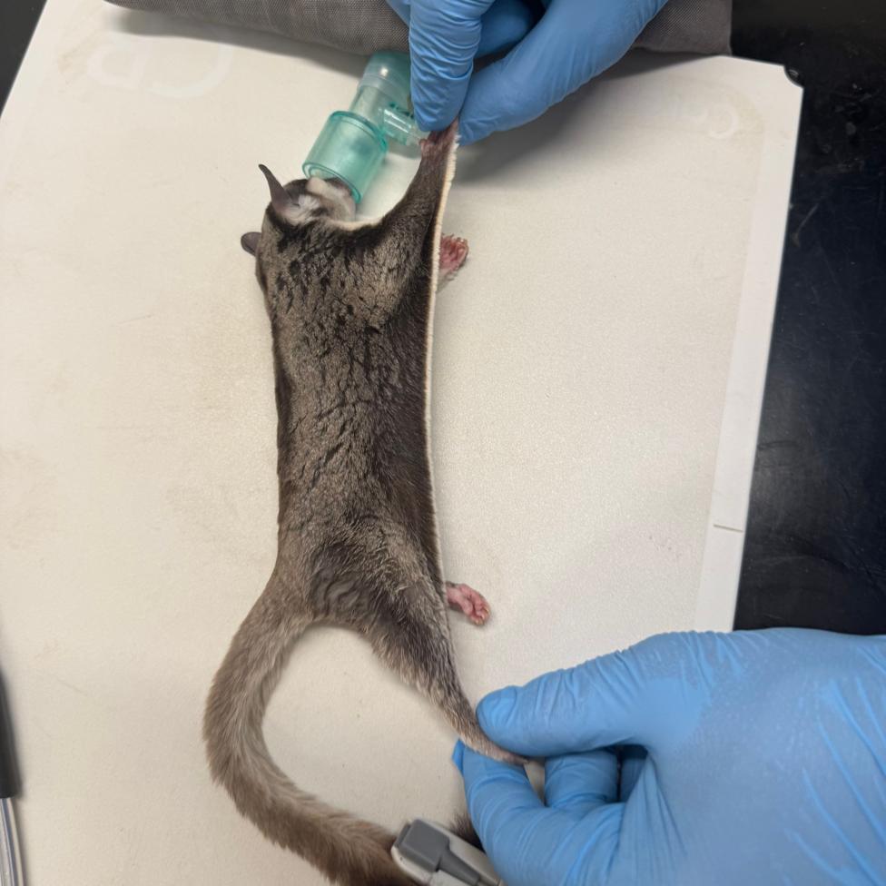 Two abandoned possums have babies in pouches - BBC News