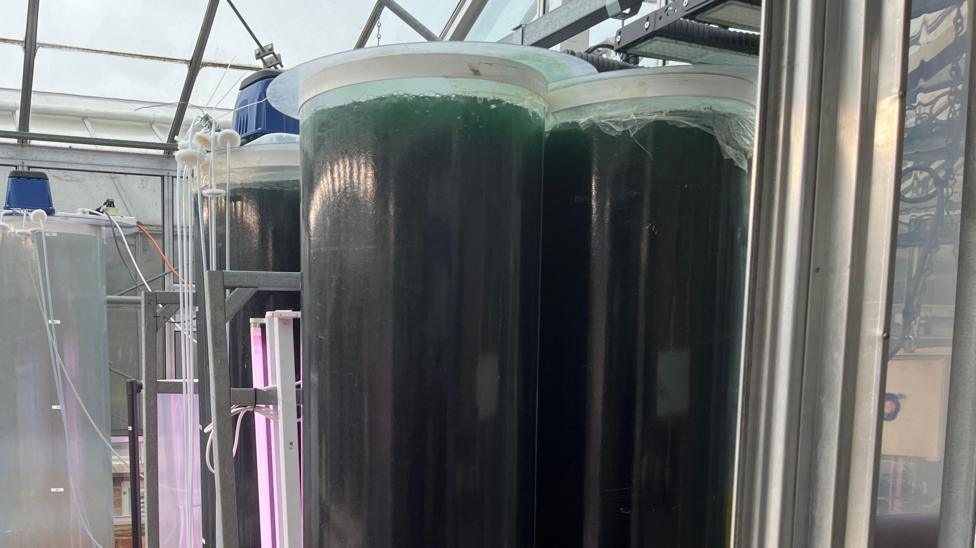 Harpenden firm trials sustainable algae fertiliser - BBC News