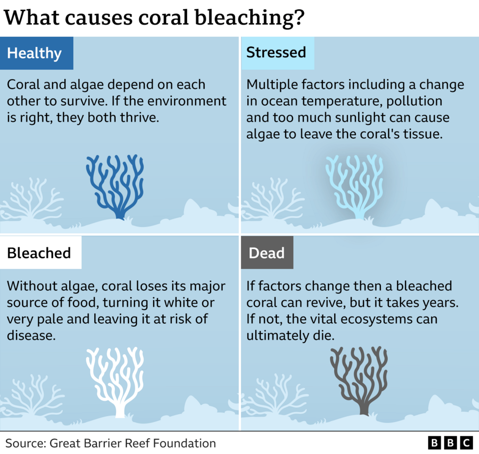 Great Barrier Reef suffers worst coral decline on record - BBC News