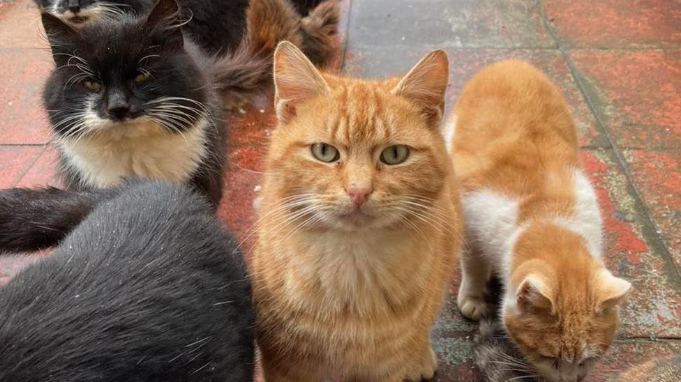 Harris cat reunited with owners five years after going missing - BBC News