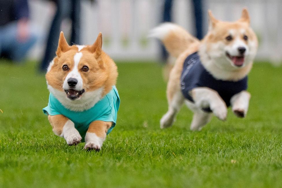 Corgi who was promised a hot dog sprints to victory at Musselburgh ...