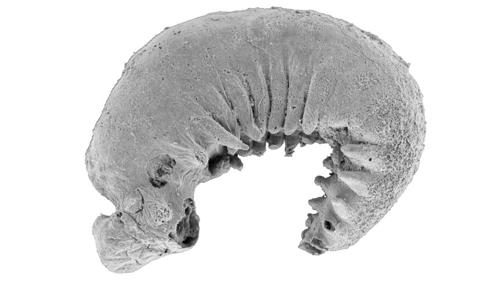 Extremely rare worm fossil with internal organs found by scientists ...