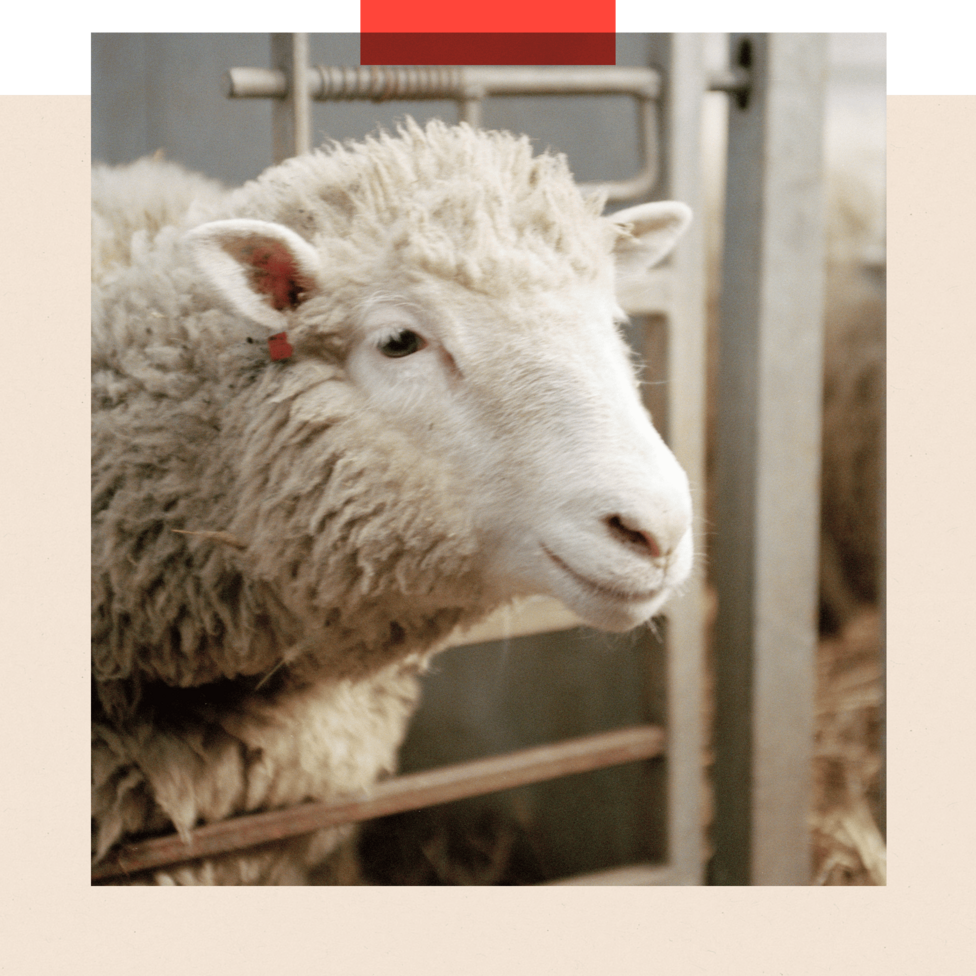 The great gene editing debate: can it be safe and ethical? - BBC News