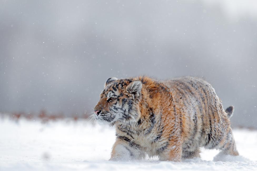 In pictures: International Tiger Day 2021 - BBC News